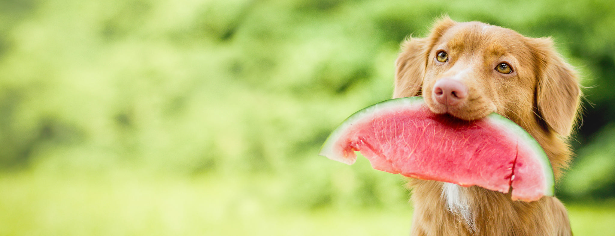 Crumps' Naturals | Natural Dog Treats – Crumps' Naturals Canada